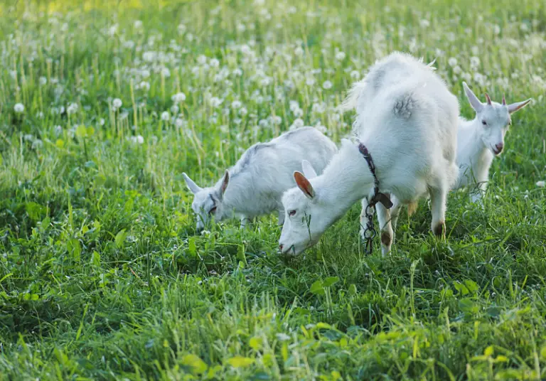 How Do Goats Communicate? Goat Body Language & Communication – Savvy ...