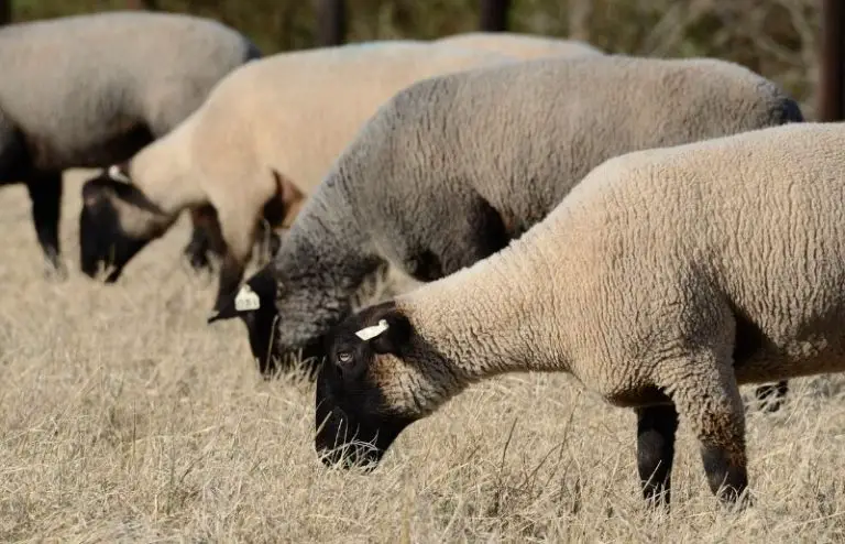 Sheep for Meat: 10 Best Sheep Breeds for Meat – Savvy Farm Life