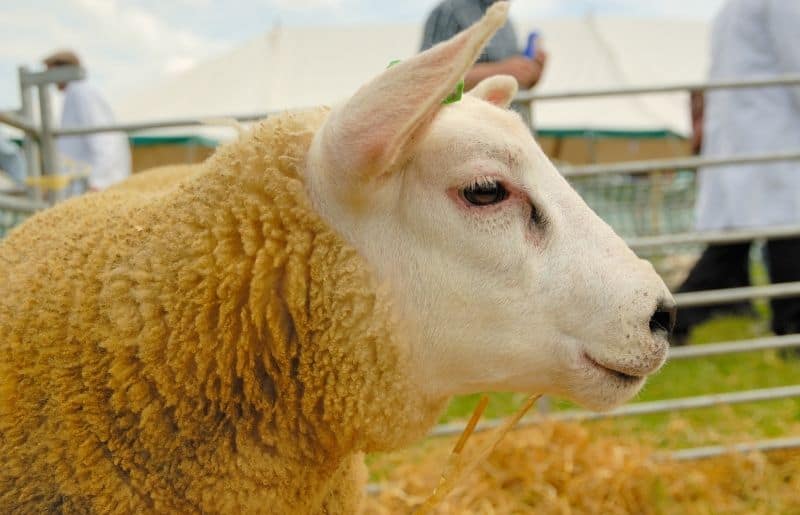Sheep for Meat: 10 Best Sheep Breeds for Meat – Savvy Farm Life