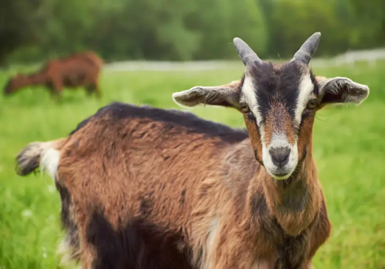 How Do Goats Communicate? Goat Body Language & Communication – Savvy ...