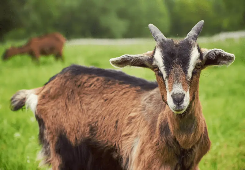 How Do Goats Communicate? Goat Body Language & Communication – Savvy ...