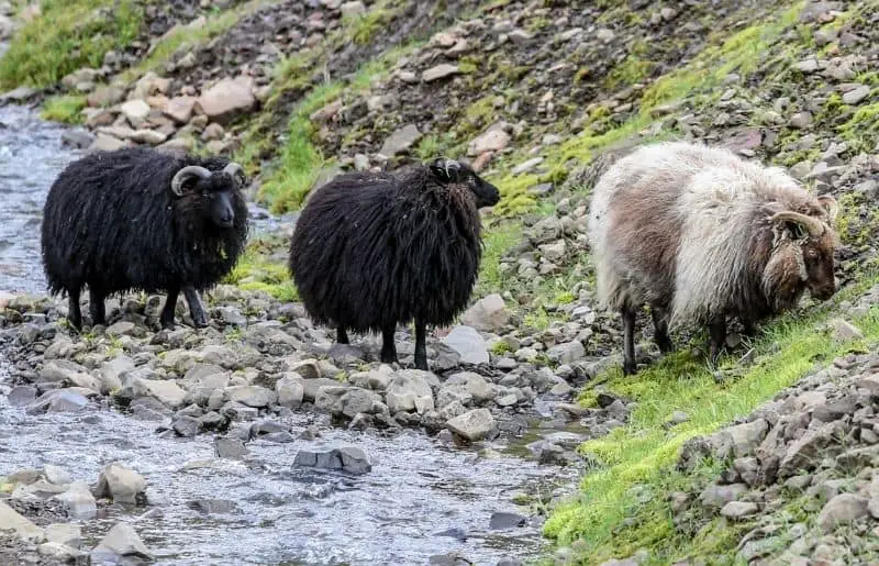 Sheep for Meat: 10 Best Sheep Breeds for Meat – Savvy Farm Life