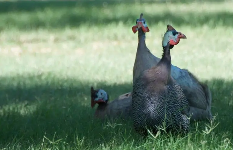 Can Guinea Fowl Fly? Essential Guide – Savvy Farm Life