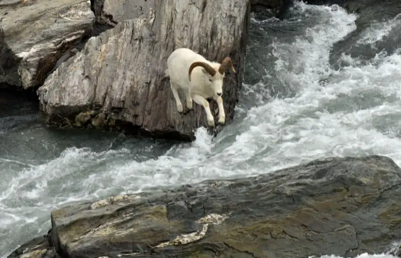 Can Sheep Survive In The Wild? Wool Growth and Behavior Facts – Savvy ...