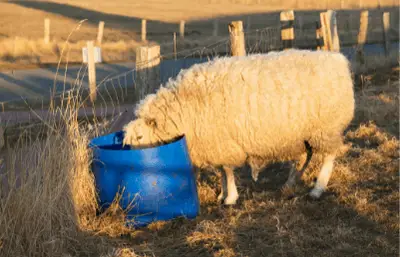 How Smart Are Sheep (The Answer Will Surprise You) – Savvy Farm Life