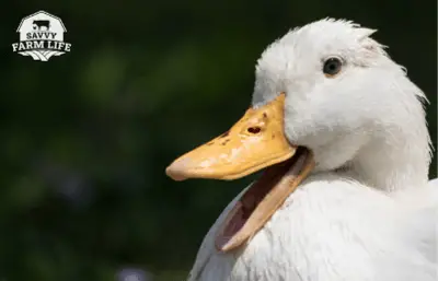 Ducking Owning Cost: How Much It Costs To Own a Duck – Savvy Farm Life