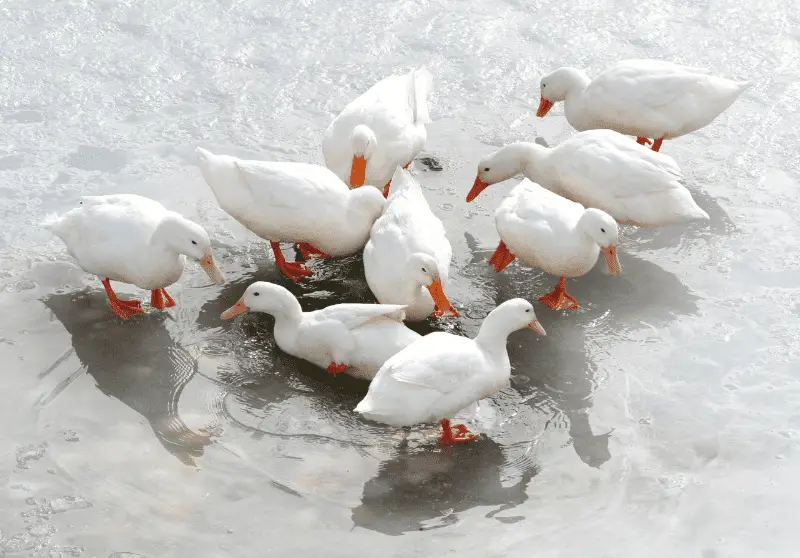 How Fast Ducks Grow: Duck Growth Guide With Pictures – Savvy Farm Life