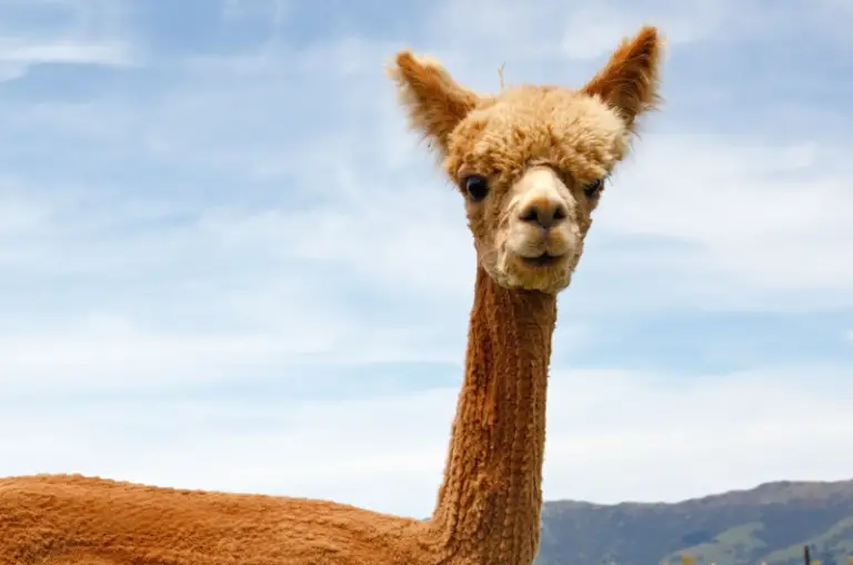 What Alpacas Are Good for: Alpaca Uses and Benefits – Savvy Farm Life