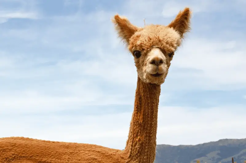 What Alpacas Are Good for: Alpaca Uses and Benefits – Savvy Farm Life