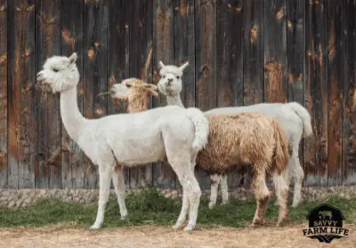Are Alpacas Friendly? What You Need To Know – Savvy Farm Life
