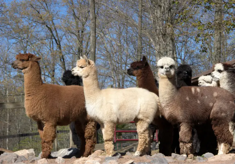 Are Alpacas Dangerous? Alpaca Aggressive Behavior Guide – Savvy Farm Life