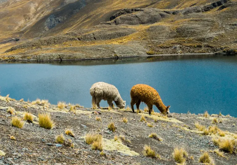 Leaving Alpacas Out In The Rain: What You Need to Know – Savvy Farm Life