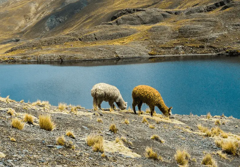 Leaving Alpacas Out In The Rain: What You Need to Know – Savvy Farm Life