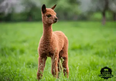 Are Alpacas Friendly? What You Need To Know – Savvy Farm Life