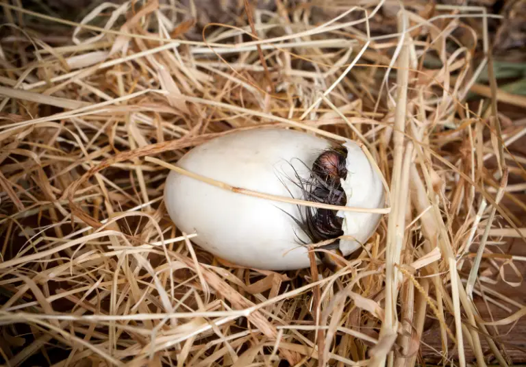 How Fast Ducks Grow: Duck Growth Guide With Pictures – Savvy Farm Life