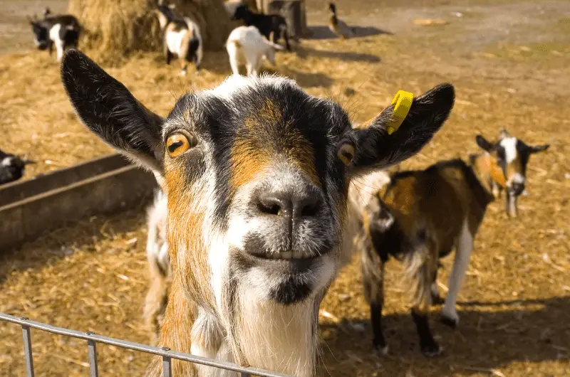 How Much Does a Goat Cost In the UK? – Savvy Farm Life