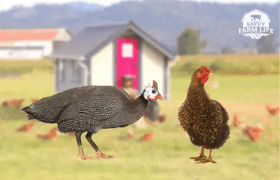 Guinea Fowl vs Chickens: What’s the Difference? – Savvy Farm Life