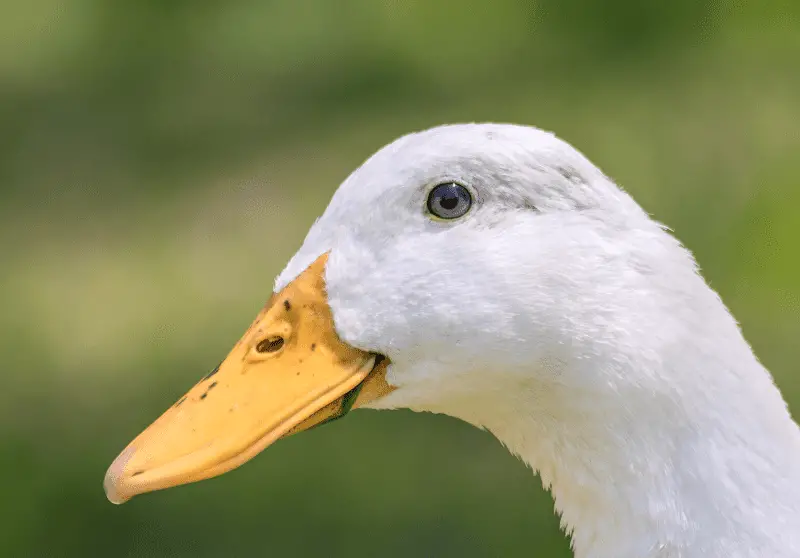 How Fast Ducks Grow: Duck Growth Guide With Pictures – Savvy Farm Life