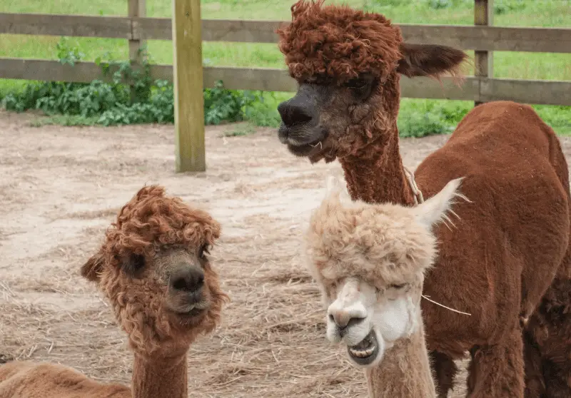 Leaving Alpacas Out In The Rain: What You Need to Know – Savvy Farm Life