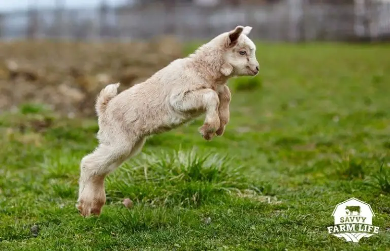Why Do Goats Jump? Goat Jumping Behavior Guide – Savvy Farm Life