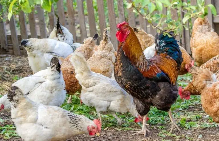 Chicken, Hen, and Rooster: How Are They Different? – Savvy Farm Life