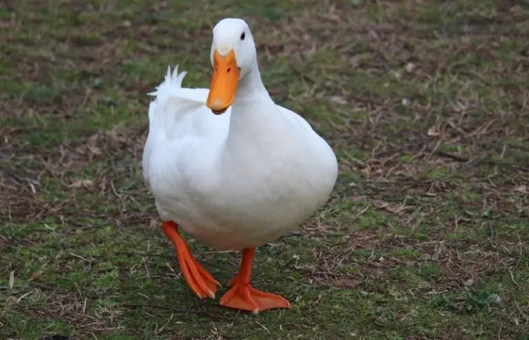 15 Different Types Of Ducks (With Pictures) – Savvy Farm Life