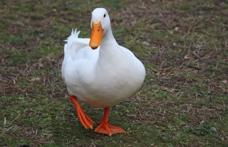 15 Different Types Of Ducks (With Pictures) – Savvy Farm Life