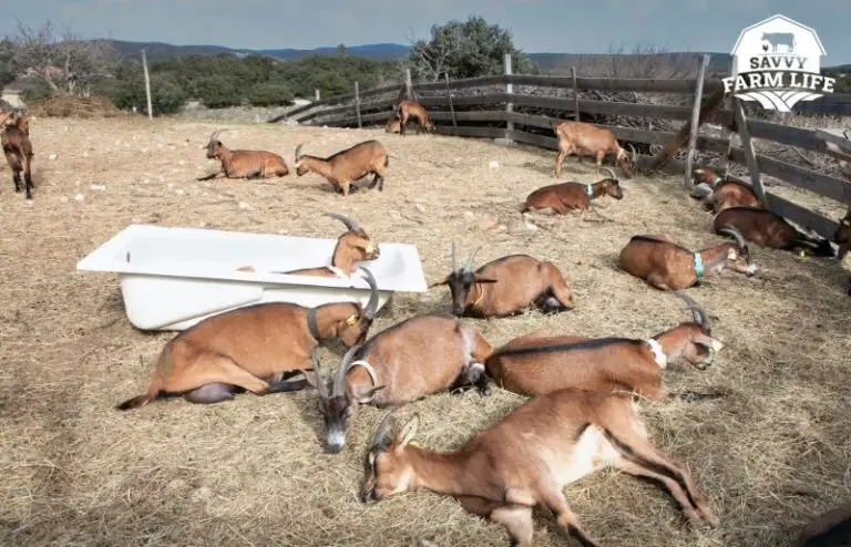 How Do Goats Sleep? Goat Sleep Behavior Guide – Savvy Farm Life