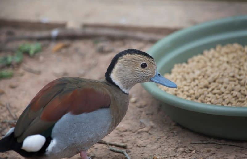 Do Ducks Have Teeth? The Answer Will Surprise You! – Savvy Farm Life