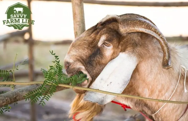 Complete List of What Goats Can (And Can’t) Eat – Savvy Farm Life