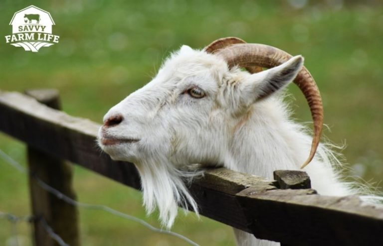 How Long Do Goats Live? Goat Lifespan By Breed & Habitat – Savvy Farm Life