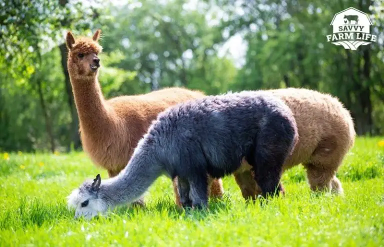 Are Alpacas Hard To Care For? Alpaca Care Essential Guide – Savvy Farm Life