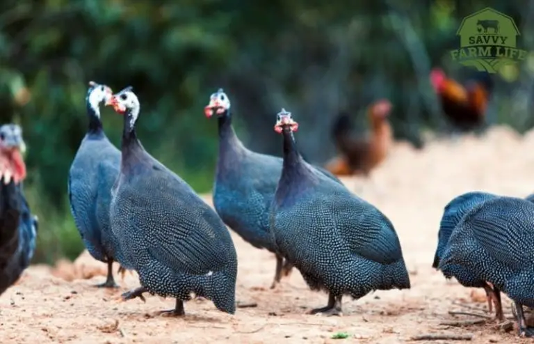 Eating Guinea Fowl: Can You Eat Guinea Fowl Eggs and Meat? – Savvy Farm ...