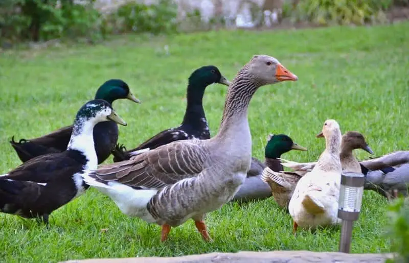 Difference Between Ducks and Geese: Ducks Vs. Goose Guide – Savvy Farm Life