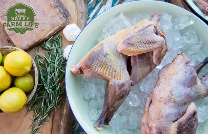 Eating Guinea Fowl: Can You Eat Guinea Fowl Eggs and Meat? – Savvy Farm ...