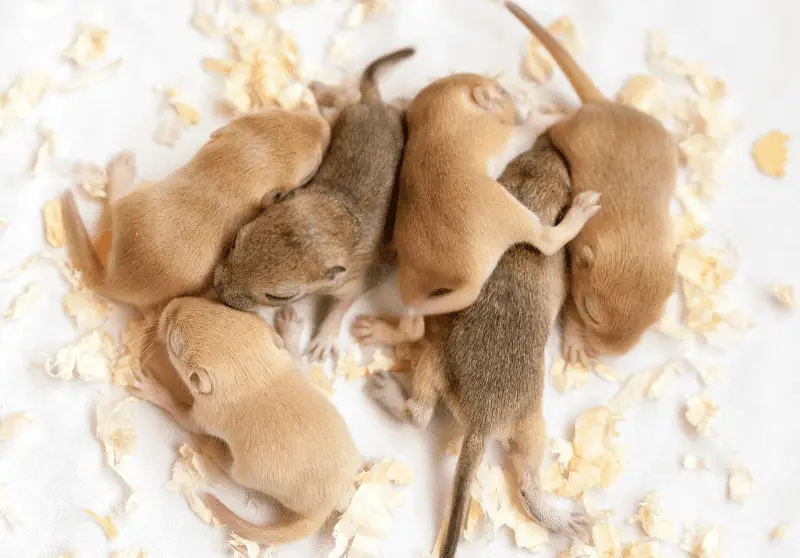 What Do You Call A Group Of Sheep? Herd Vs Flock Difference – Savvy ...