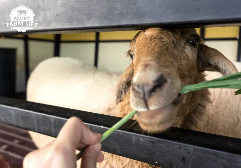 How to Tame a Sheep: Sheep Training Guide – Savvy Farm Life