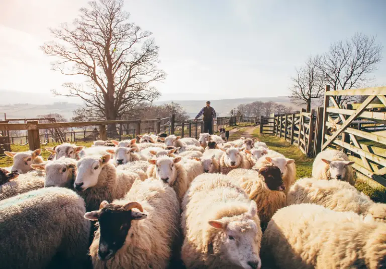 What Do You Call A Group Of Sheep? Herd Vs Flock Difference – Savvy ...