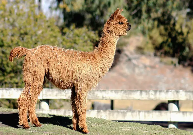 Keeping Pet Alpacas: Care, Temperament, & Legality Info – Savvy Farm Life