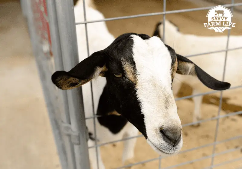 Best Types of Fencing For Goats: Goat Care Guide – Savvy Farm Life