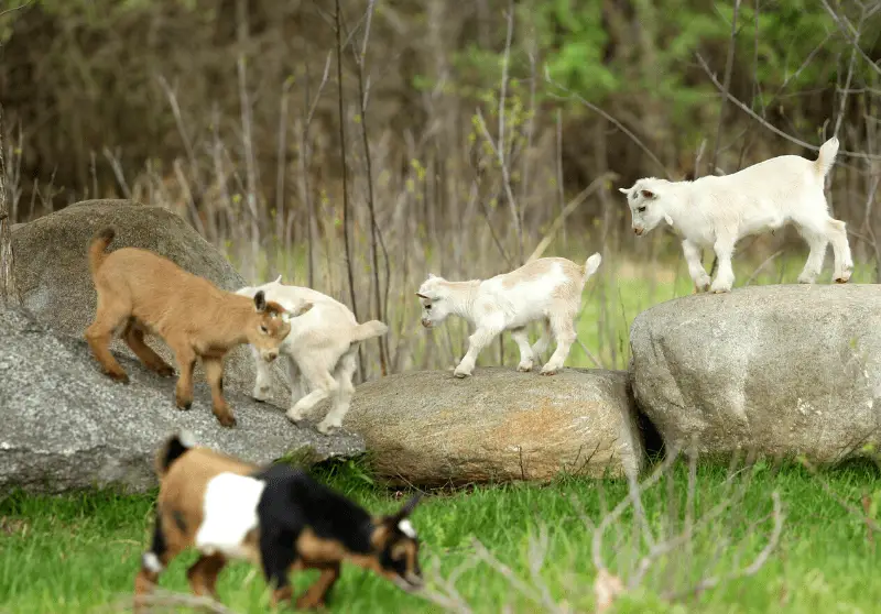How to Tame a Goat: Goat Training Guide – Savvy Farm Life