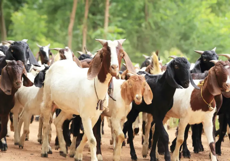 How to Tame a Goat: Goat Training Guide – Savvy Farm Life