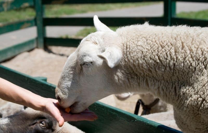 Sheep Treats 101: Treats You Can Safely Feed To Sheep – Savvy Farm Life