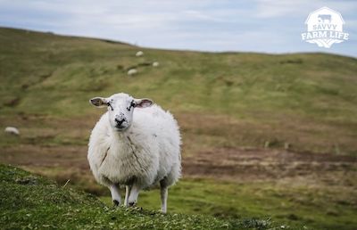 Why Do Sheep Stray? (And How To Prevent It) – Savvy Farm Life