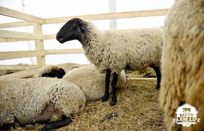 How Hard Is It To Raise Sheep? Sheep Raising Pros & Cons – Savvy Farm Life