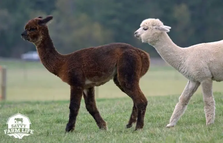 Alpaca Care 101: How To Take Care Of An Alpaca – Savvy Farm Life