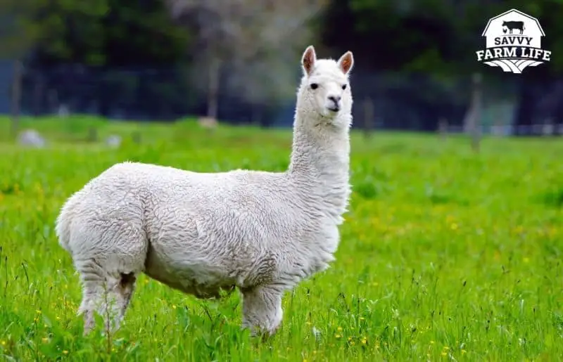 Alpaca Behavior Guide: Alpaca Behaviors And What They Mean – Savvy Farm ...