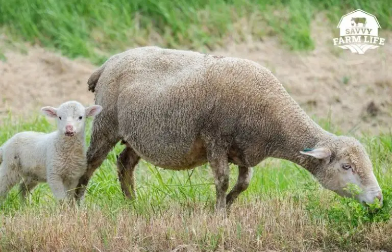 How To Tell If A Sheep Is Pregnant: Sheep Pregnancy Guide – Savvy Farm Life