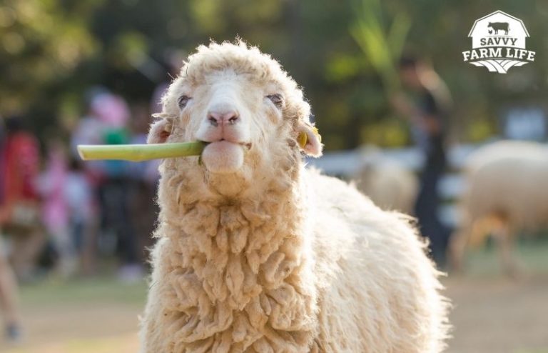 Sheep Treats 101: Treats You Can Safely Feed To Sheep – Savvy Farm Life