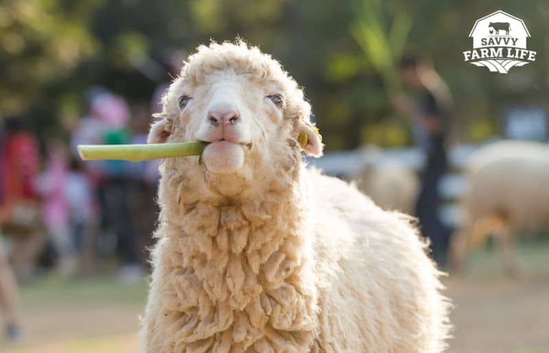 Sheep Treats 101: Treats You Can Safely Feed To Sheep – Savvy Farm Life